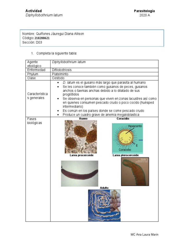 Ciclo y características de D. latum | PDF | Especialidades Medicas ...