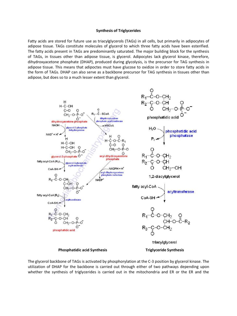 Synthesis of Triglycerides | Cholesterol | Lipoprotein