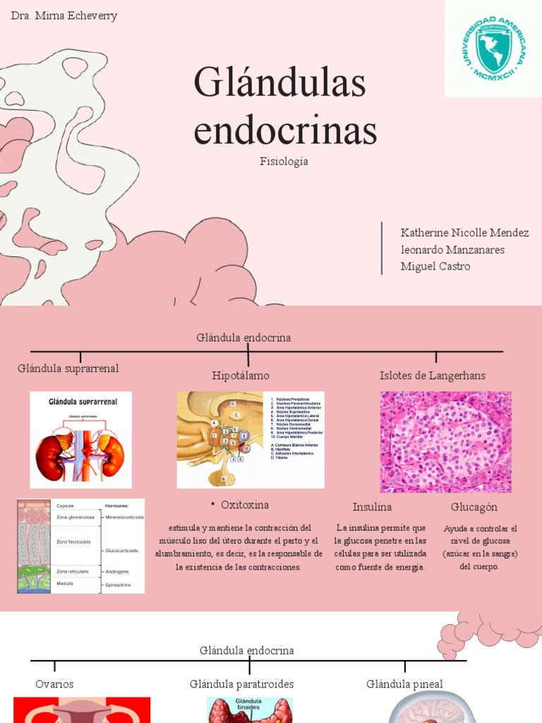 Glandulas Endocrinas | PDF | Sistema endocrino | Estrógeno