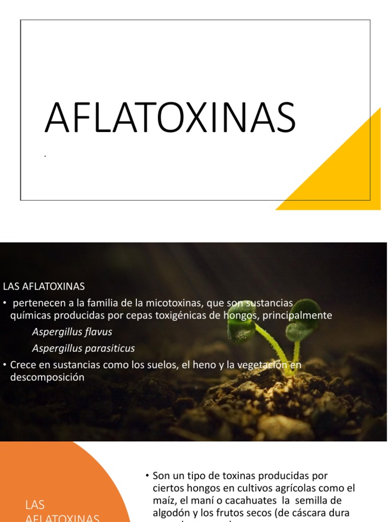 AFLATOXINAS | PDF | Especialidades Medicas | Medicina CLINICA