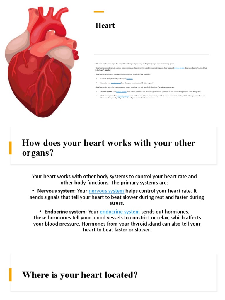 Science Heart Project | PDF | Heart | Endocrine System