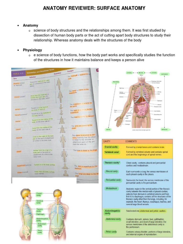Anatomy Reviewer 1 | PDF | Cell Membrane | Endoplasmic Reticulum