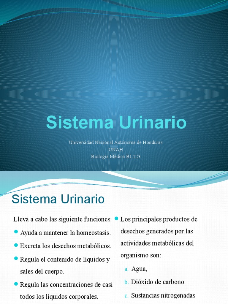 09 Sistema Urinario | PDF | Riñón | Sistema urinario