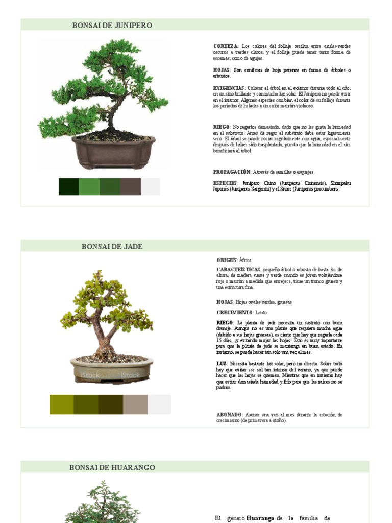 Tipos y cuidados de bonsáis | PDF | Bonsai | Arboles
