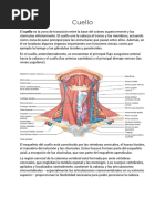 Anatomía del Cuello: Regiones y Estructuras | PDF | Piel | Cuello