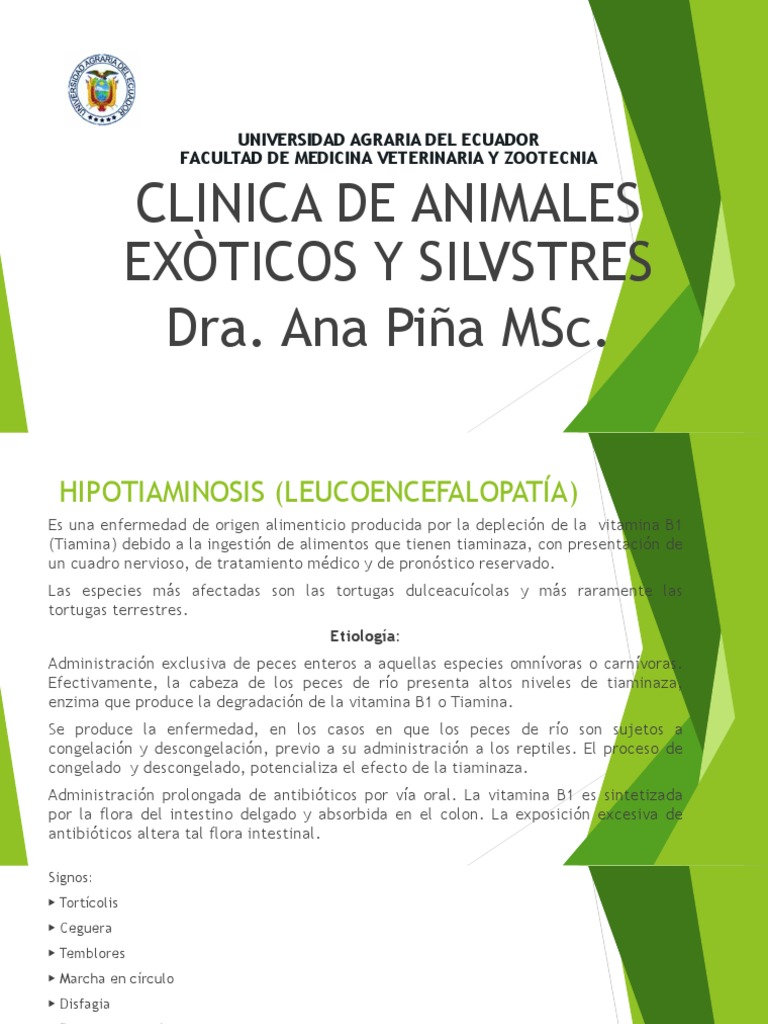 Clase 8 | PDF | Tortuga marina | Tortuga