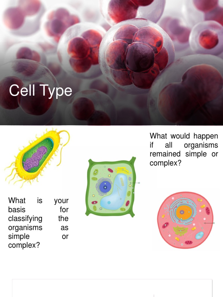 Cell Types | Download Free PDF | Cell (Biology) | Prokaryote