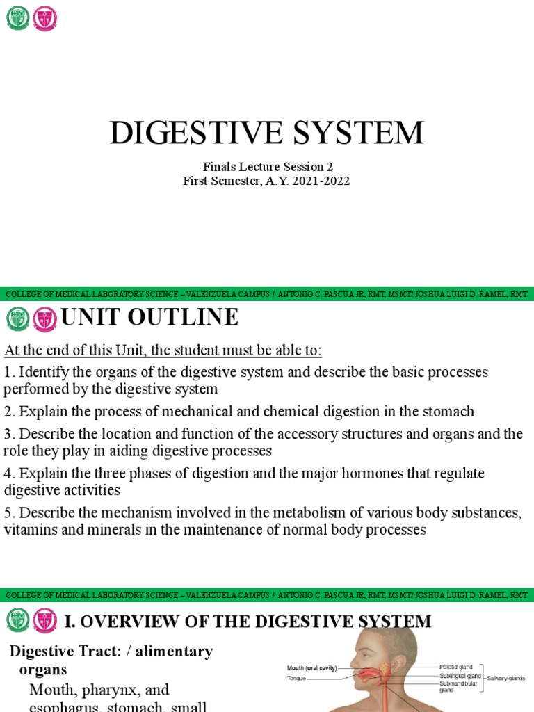 Digestive System | PDF | Stomach | Human Digestive System
