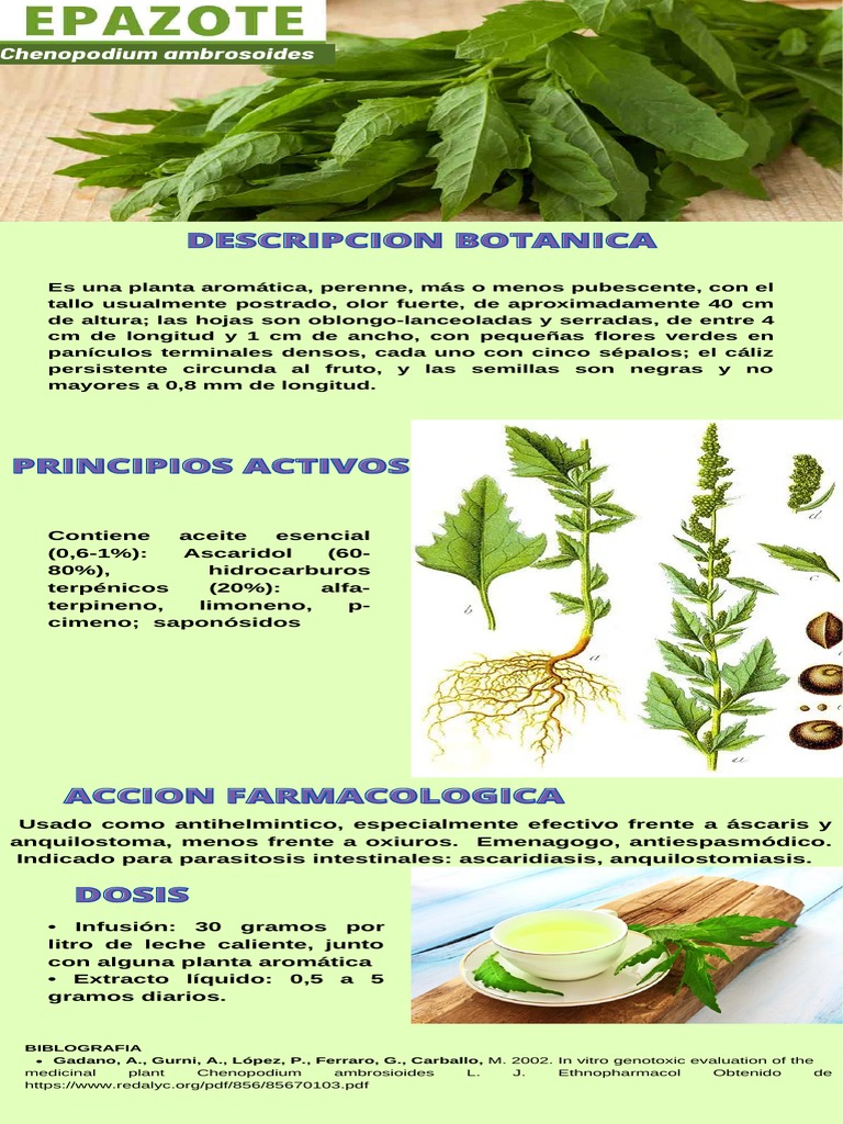 epazote | PDF