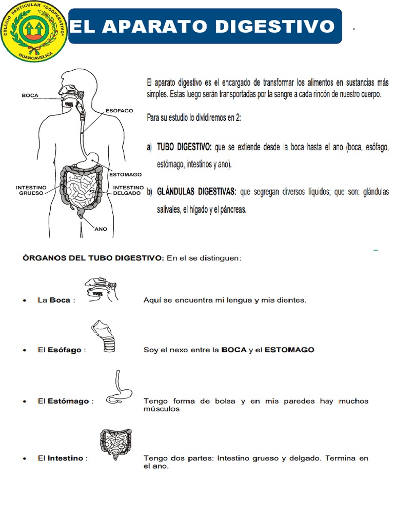 Practica Sistema Digestivo | PDF | Sistema digestivo humano | Digestión