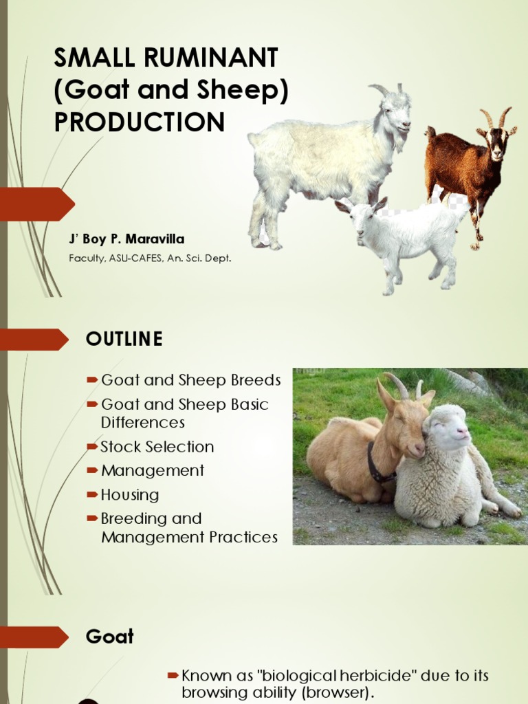 Small Ruminant Goat and Sheep Production | PDF | Sheep | Goat