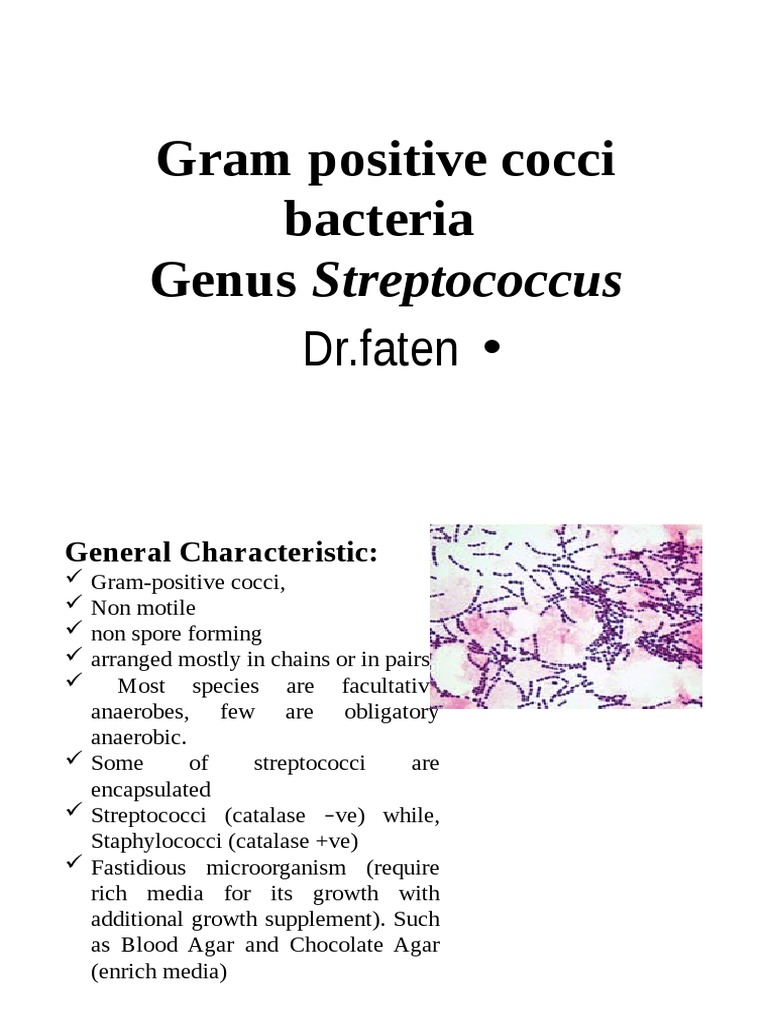 Gram +ve Cocci Bactria | PDF | Streptococcus | Diseases And Disorders