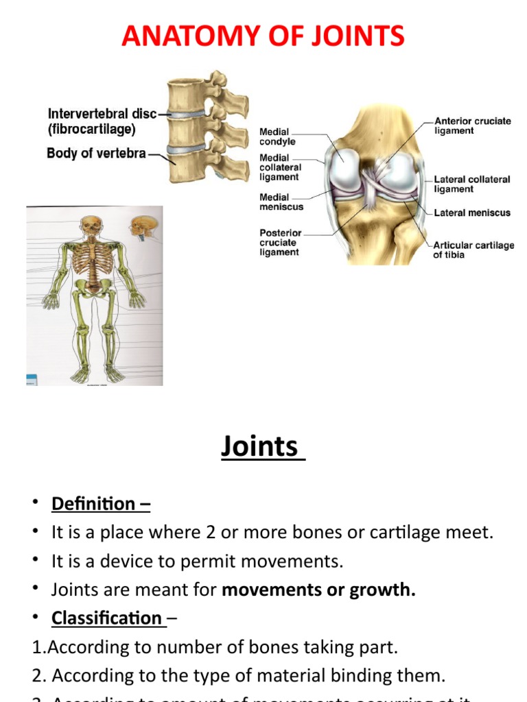 Joints | PDF | Joint | Anatomical Terms Of Motion