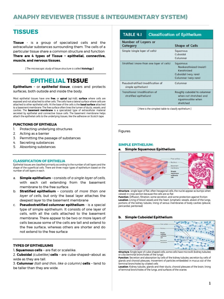 Anaphy Reviewer Tissue and Integumentary System | PDF | Epithelium | Neuron