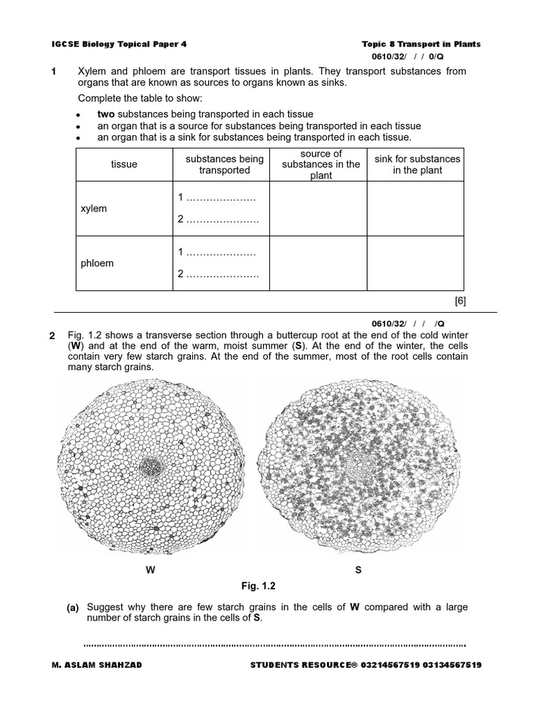 Topic 8 Transport in Plants | PDF | Leaf | Plant Stem
