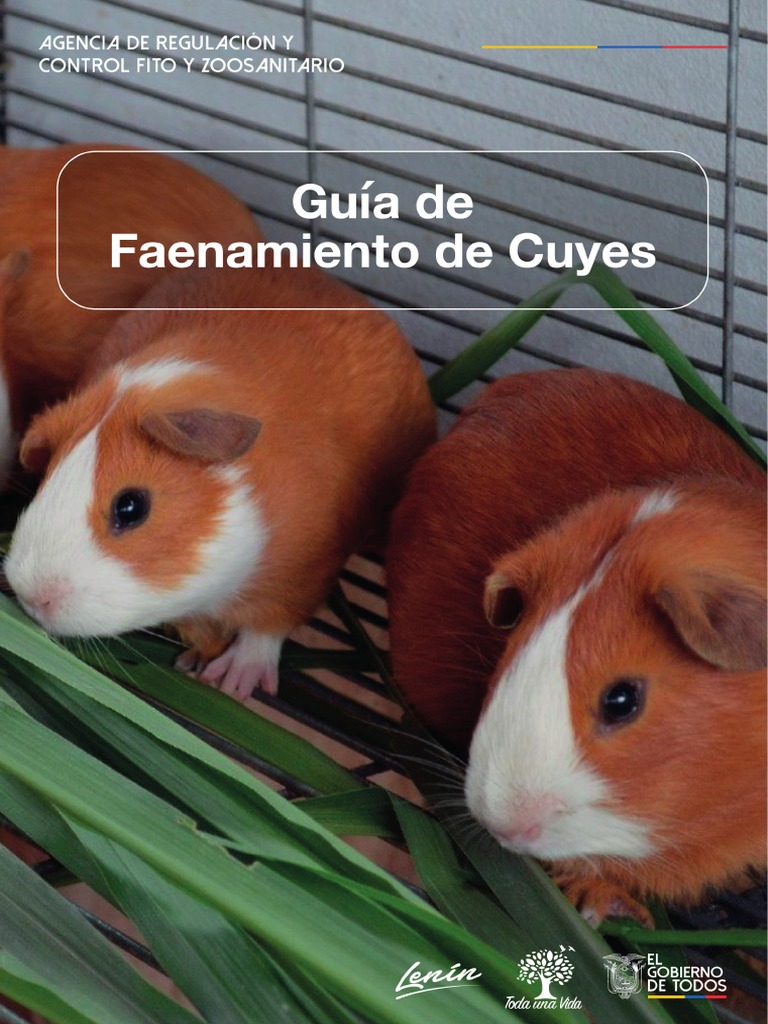 Guía para El Faenado de Cuyes - Ecuador | PDF | Alimentos | Agua