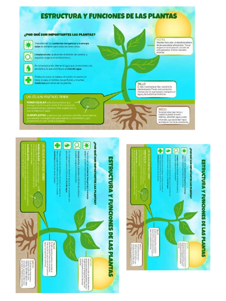 Estructura de Las Plantas | PDF