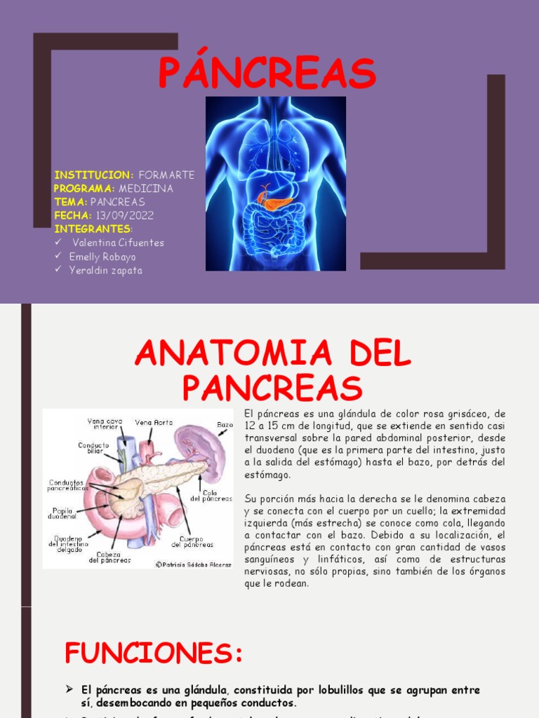 Páncreas | PDF | Páncreas | Digestión