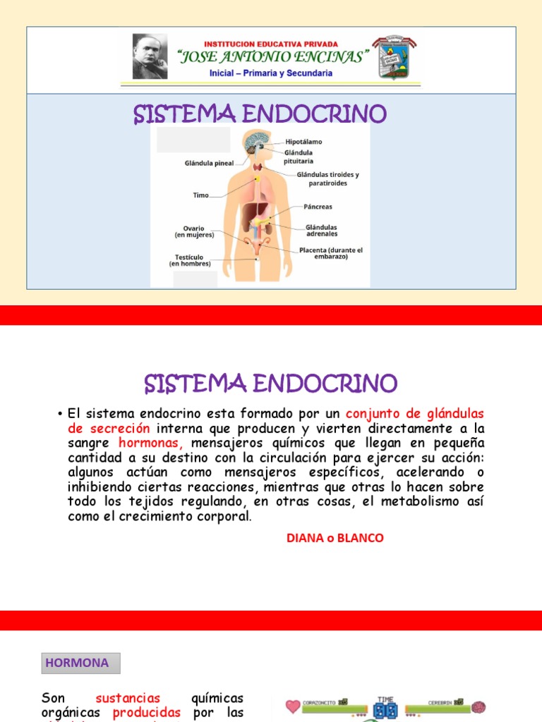 Sistema Endocrino - Segundo A-B | PDF | Sistema endocrino | Hormona estimulante de la tiroides