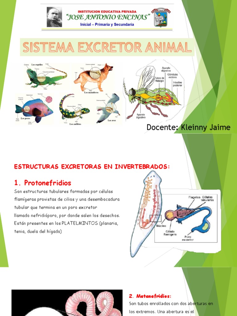 Sistema Excretor - Animales | PDF | Riñón | Sistema urinario
