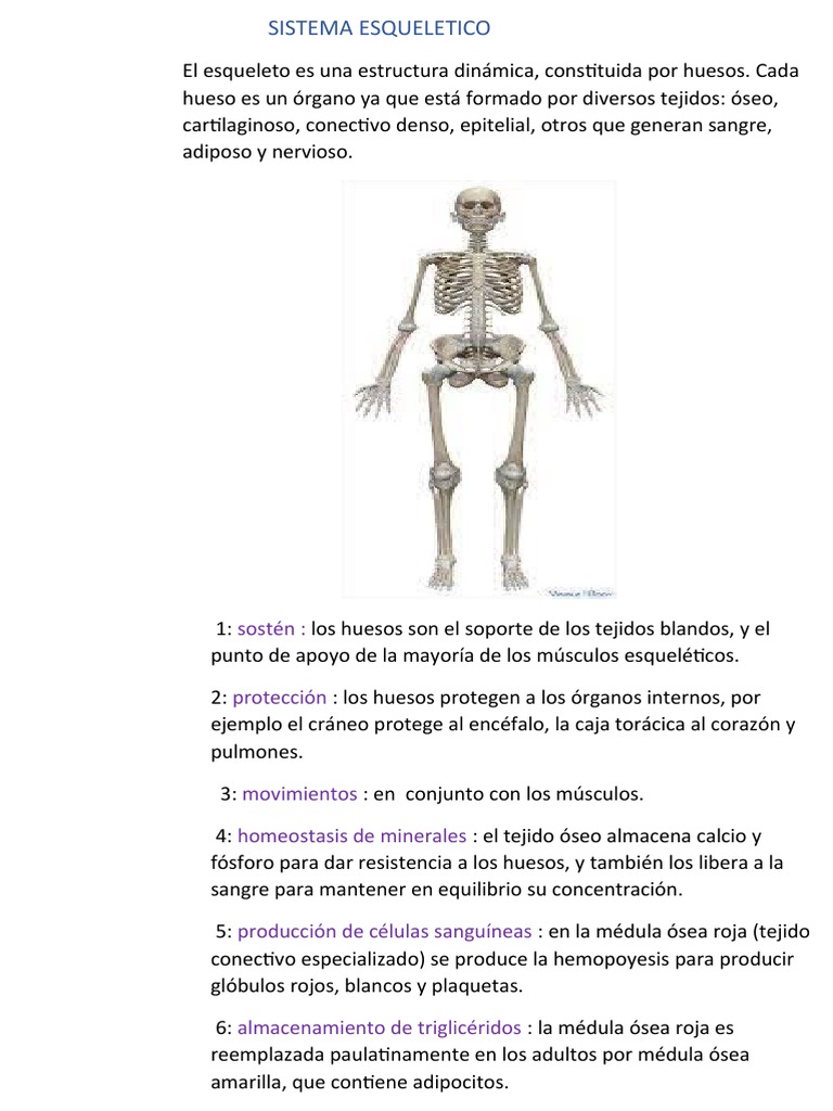 Estructura y Funciones del Sistema Óseo | PDF | Hueso | Esqueleto