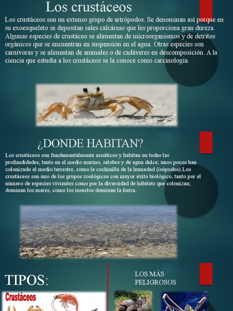 Los Crustáceos | PDF | Ciencias sociales | Hogar, jardinería y bricolaje