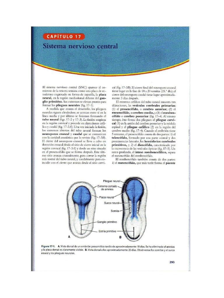 Cap 17, EMBRIOLOGIA SNC | PDF