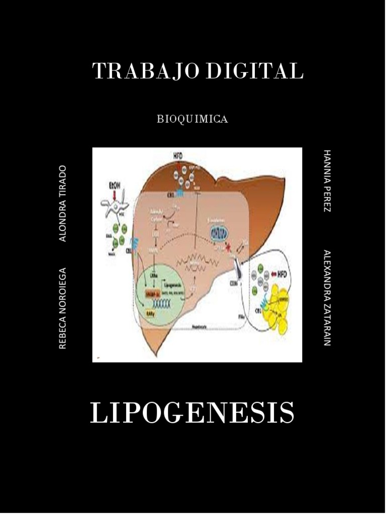 Lipogenesis | PDF | Ácido graso | Enzima