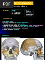Anatomia Topografica de Cabeza y Cuello | PDF | Cráneo | Sistema esquelético