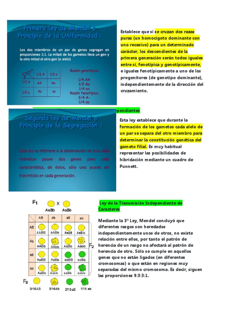 Leyes de Mendel | PDF | Dominancia (Genética) | Genética
