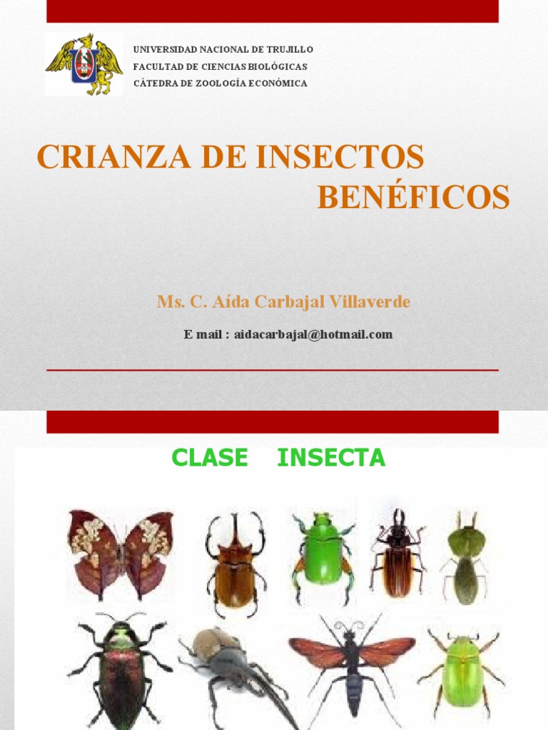 Clase I Crianza de Insectos Benéficos 2016 | PDF | Nutrición | Dieta y ...