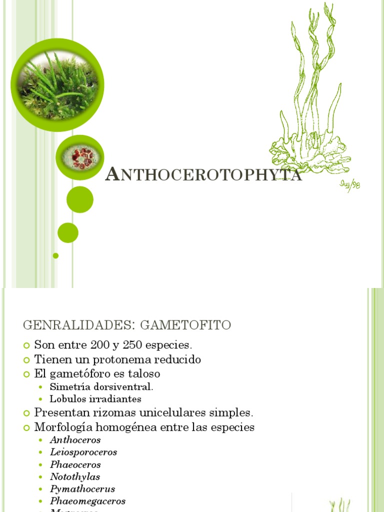 Anthocerotophyta | PDF | Organismos | Botánica