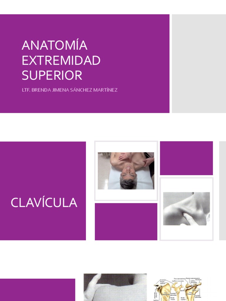 Anatomía de la Cintura Escapular | PDF | Mano | Codo