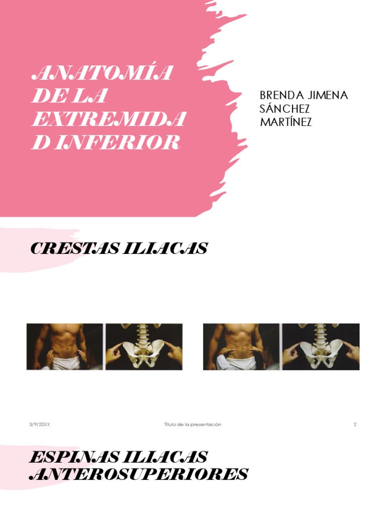 Anatomía Extremidad Inferior | PDF | Rodilla | Anatomía del miembro ...