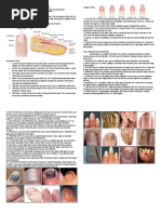 Worksheet Nails | PDF | Nail (Anatomy) | Integumentary System