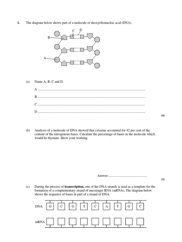DNA Structure and Protein Synthesis Guide | PDF | Messenger Rna | Rna