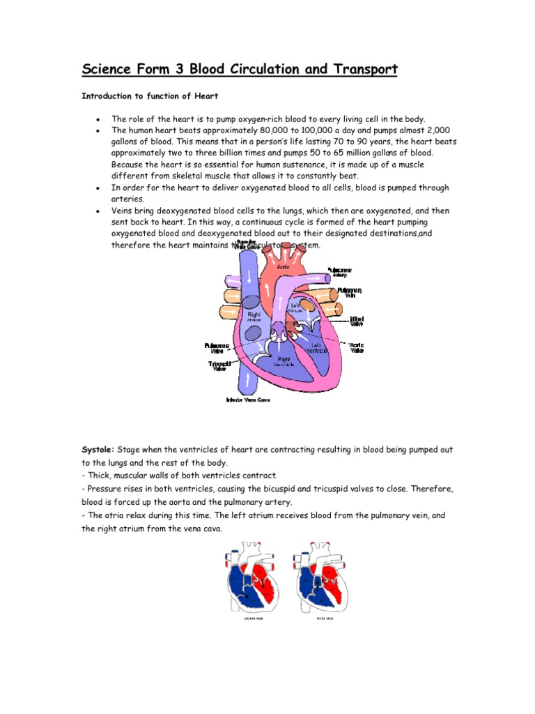 Science Form 3 Blood Circulation and Transport | PDF | Circulatory ...