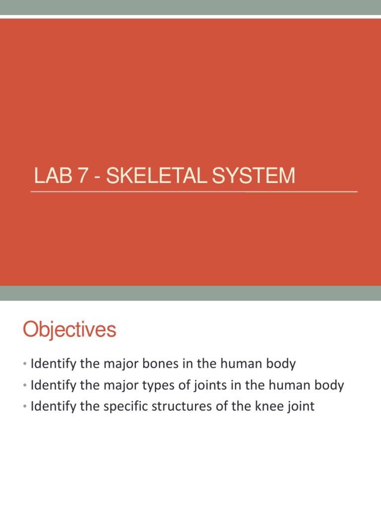Lab 7 Skeletal System PowerPoint | PDF | Human Leg | Pelvis