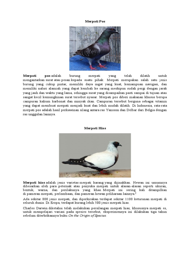 Burung Merpati Pdf