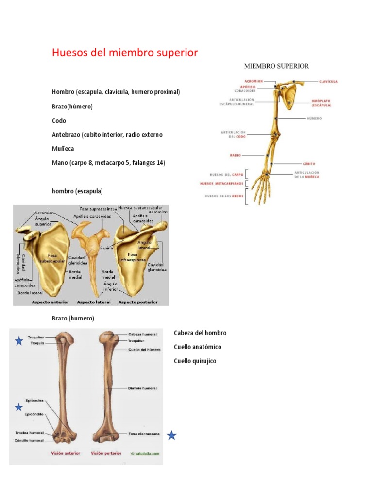 Huesos del Miembro Superior y Inferior | PDF