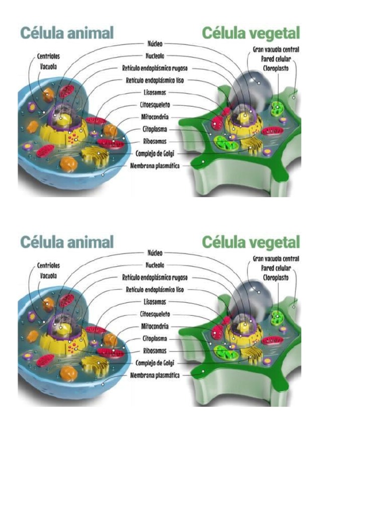 celula vegetal y animal | PDF