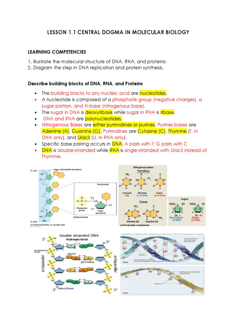 Biology Lesson 1.1 | PDF | Rna | Dna