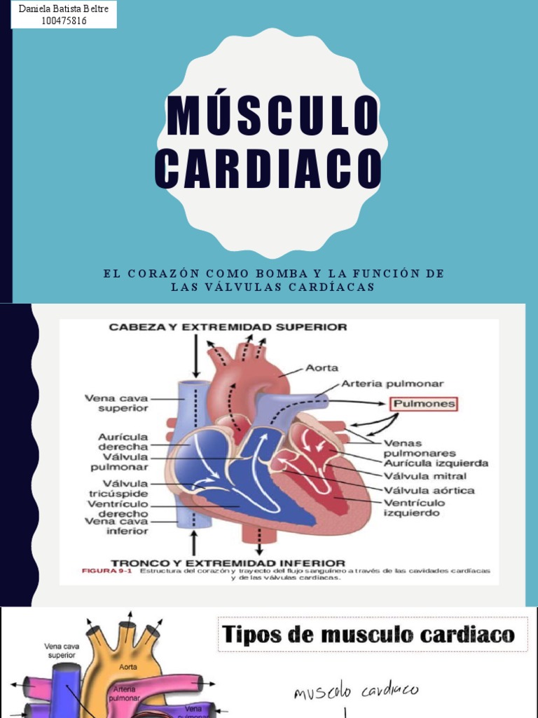 Músculo Cardiaco | PDF