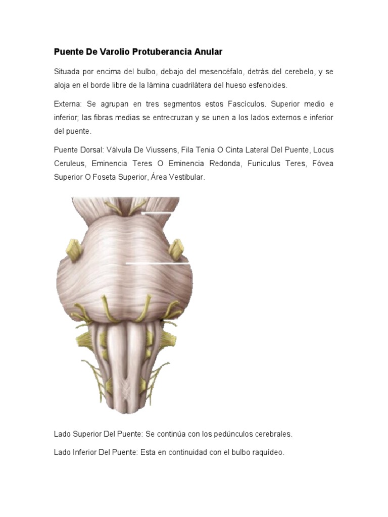 Puente de Varolio Protuberancia Anular | PDF | Órgano (anatomía ...
