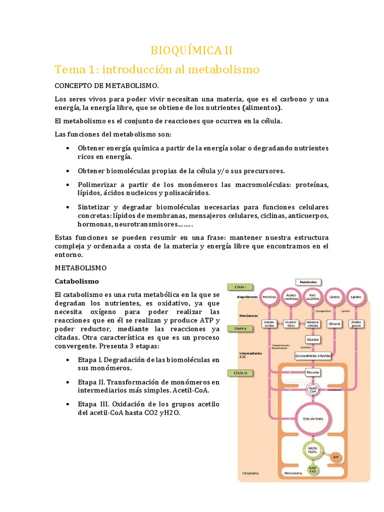 Bioquímica Ii | PDF | Metabolismo | Receptor (Bioquímica)