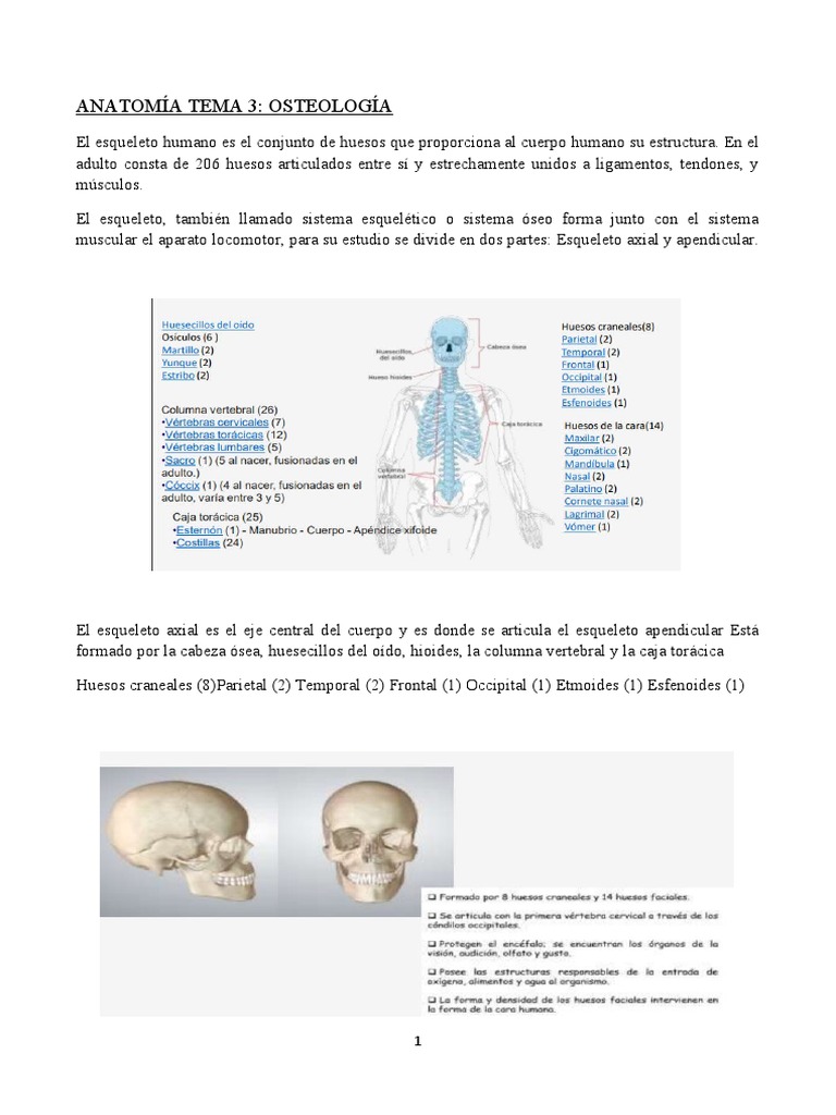 Anatomía esqueleto humano 206 huesos | PDF | Mano | Vértebra