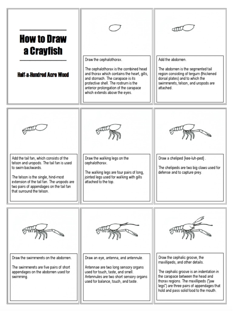 Hhaw How To Draw Crayfish Side View | PDF