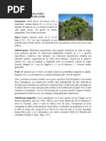 Características del Árbol Maculís | PDF | Plantas | Botánica