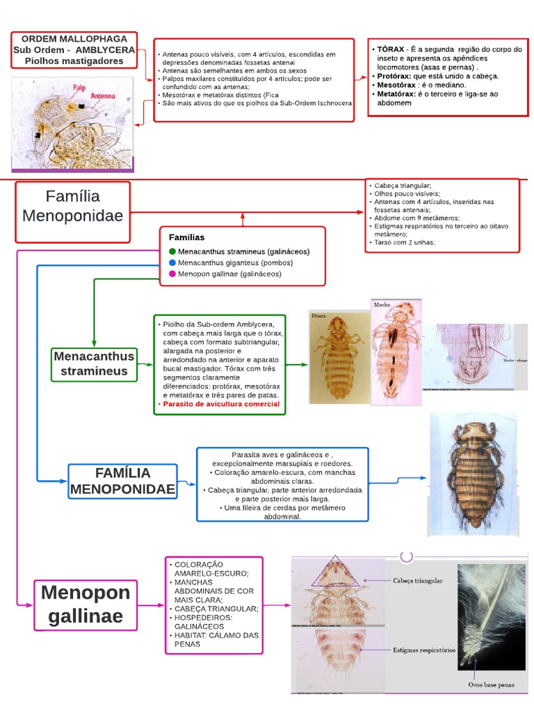 PIOLHO - Família Menoponidae | PDF | Insetos | Hexapoda