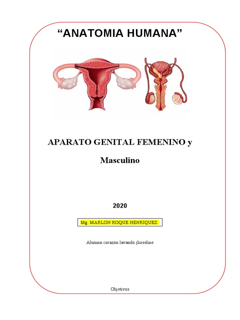 Anatomia Guia De Clase Semana 10 Pdf Sistema Reproductivo